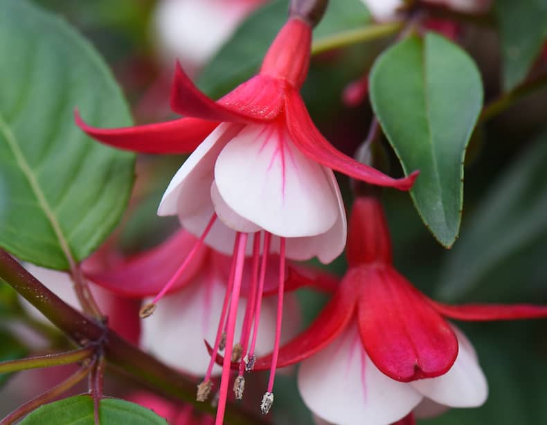 How to hybridise hardy fuchsias | Thompson & Morgan