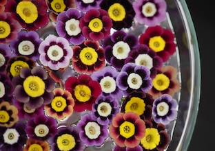 How to grow auriculas